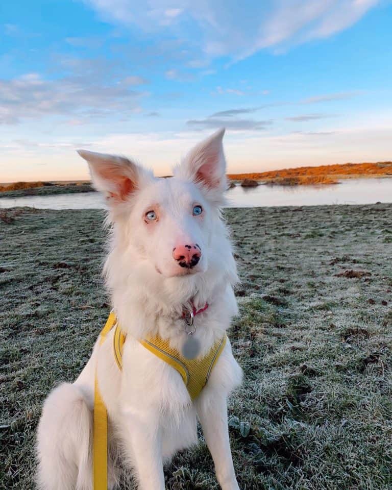Are There White Border Collies And Are They Rare BorderCollieHealth